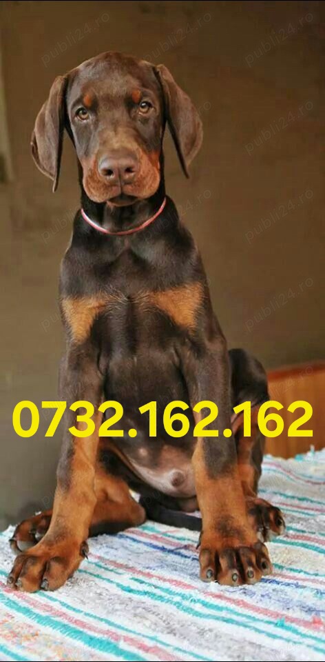 Calitate genetica-Doberman Maro Brown de vanzare cu pasaport, microcip ...