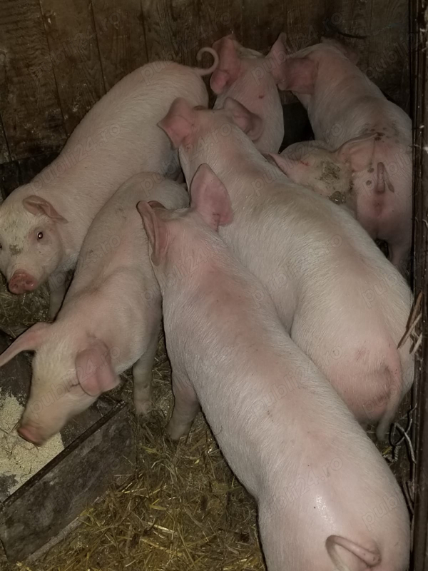 Purcei de 10 saptamani marele alb x landrace Oradea - Animale