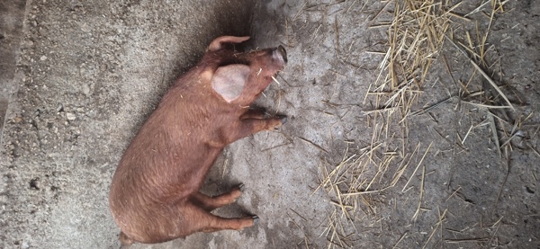 Disponibila o purcica varsta patru luni din mama mangalita si talal ...