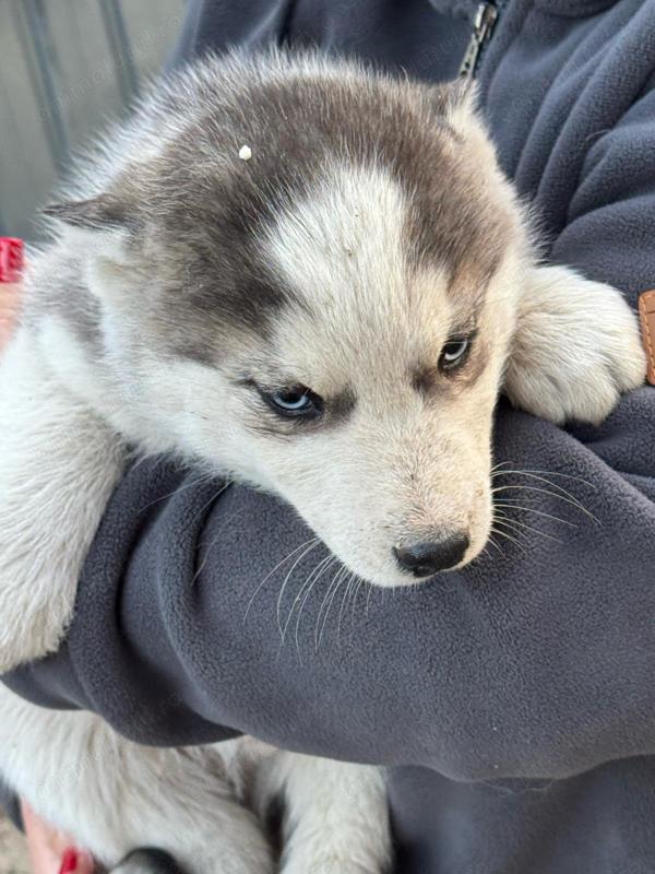 Pui Husky, 6 baieti si 2 fete. Bobolia - Animale