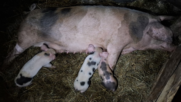 Scroafă cu purcei Pui - Animale