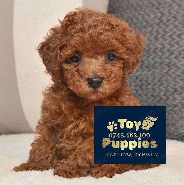 Catei Pudel Toy - Caniche - Poodle Toy roscat red de vanzare in ...