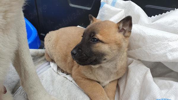 Pui Akita inu catelus Rodna - Animale