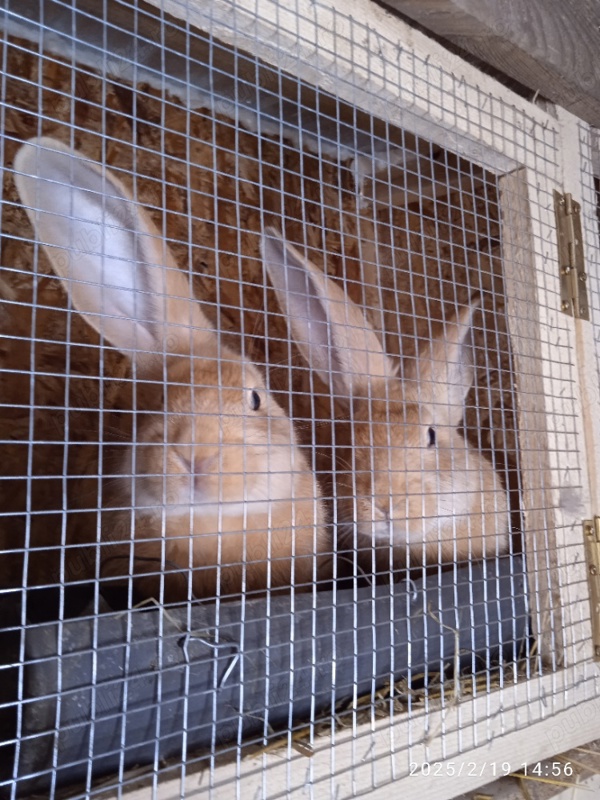 Iepuri uriaș german galben diferite vârste Volovat - Animale
