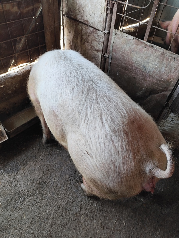 Vând purcea Ploiesti - Animale