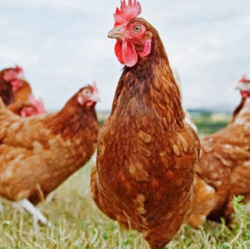 Vand pasari pui rasa mixta si pui albi de carne ,gaini rosii Ghidigeni ...