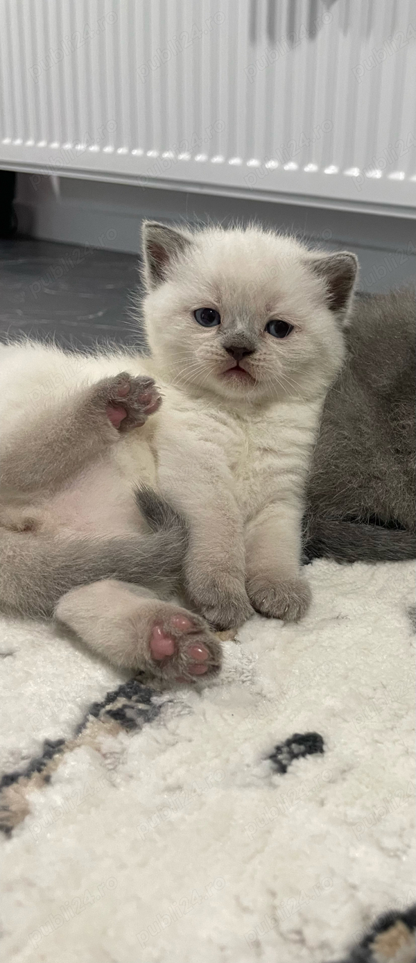 British Color Point Oradea - Animale