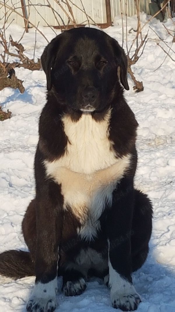 Catel,femela Ciobanesc de Asia Centrala,Alabai,Cao,pui,catei Buzau - Animale