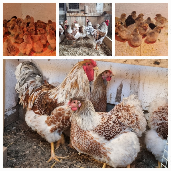 Vând pui de găină wyandotte splash alb-roșu Arad - Animale