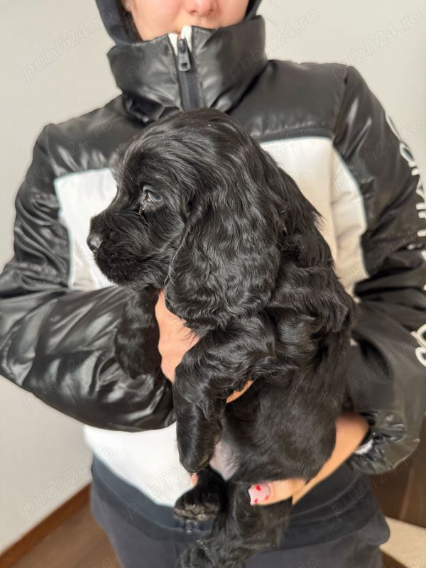 Cocker spaniel negru Ramnicu Valcea - Animale