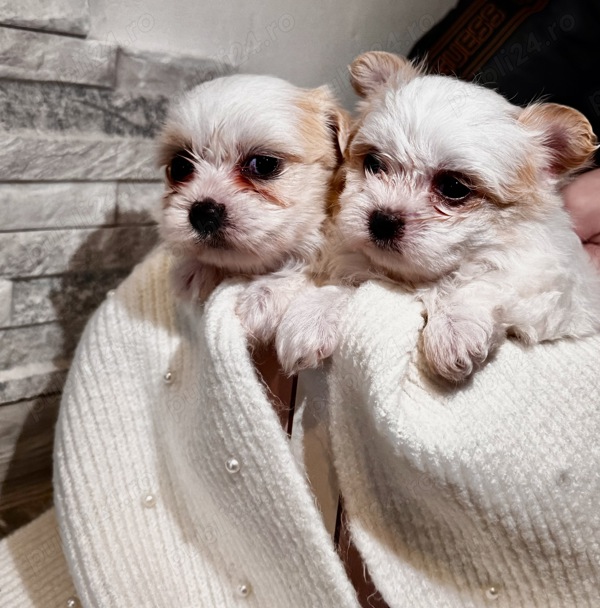 Pui bichon maltez Calarasi - Animale