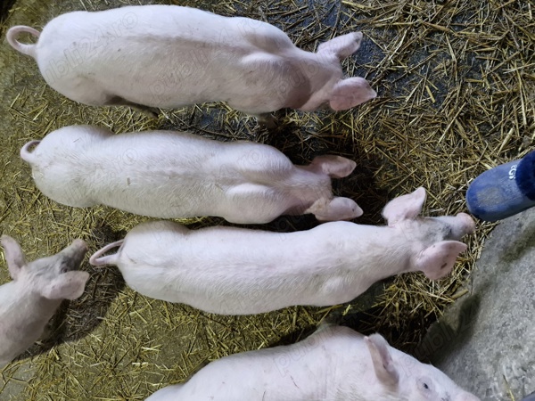 Purcei landrace pur! Unirea - Animale