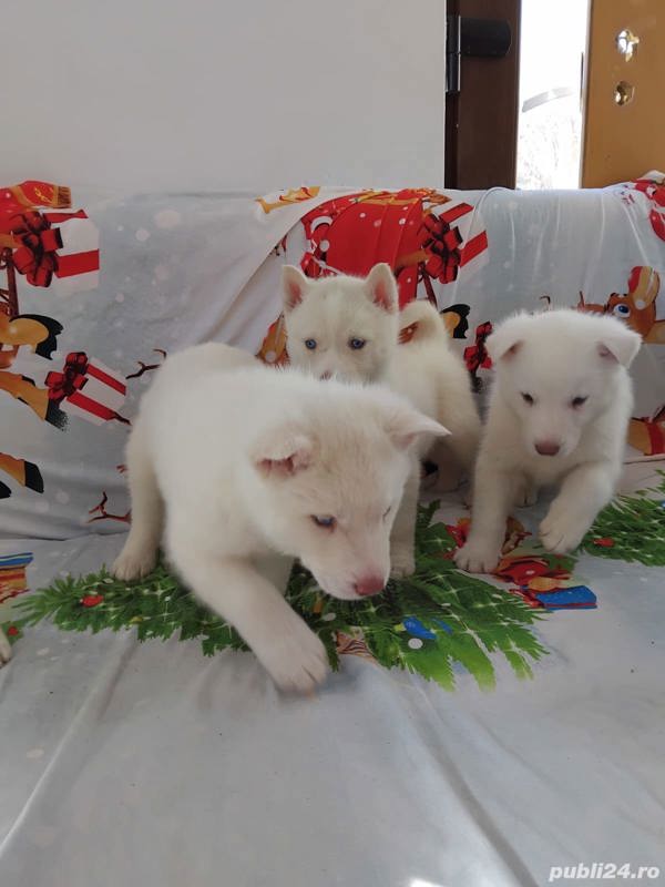 Vând pui husky siberian jucăuși Glambocelu - Animale