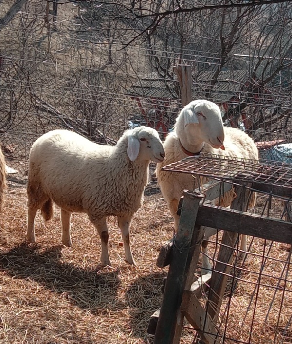 Vând oaie gestantă, plus mieluța Barsanesti - Animale