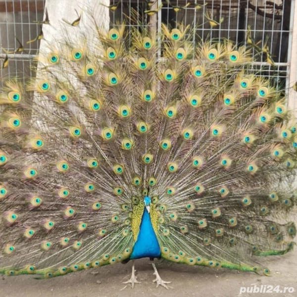 Vănd urgent 2 perechi Tarlungeni - Animale