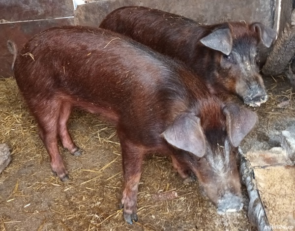 Duroc original vierut si purcea 50 kg Valea Larga - Animale