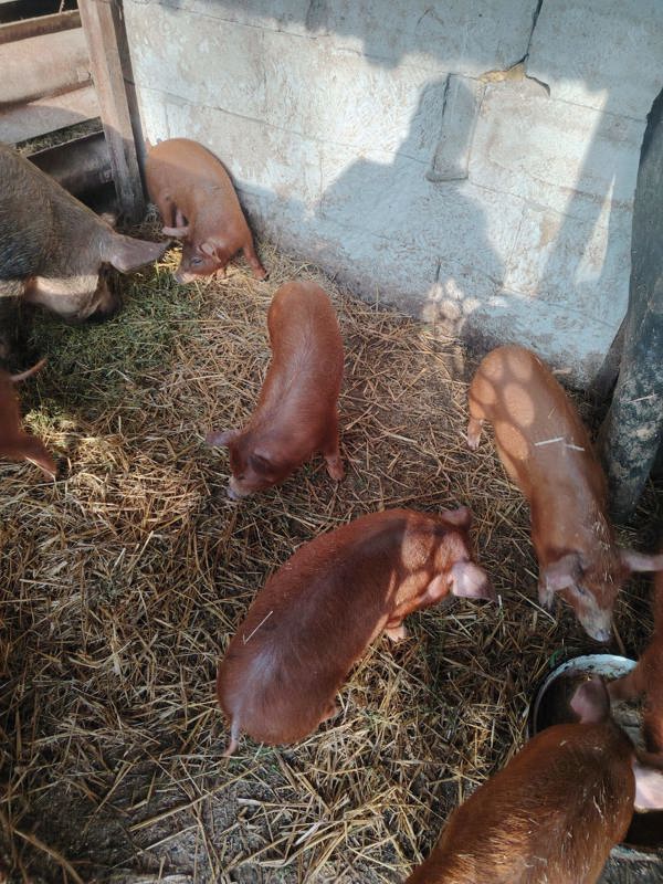 Vind purcei duroc Zam - Animale