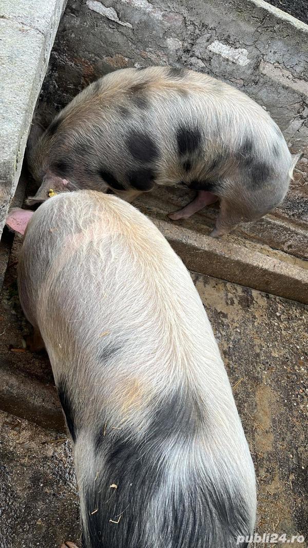 Vand 3 porci la alegere,au intre 100-130 kg Iohanisfeld - Animale