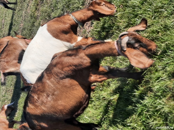 Vand capre tinere anglo-nubian Hidisel - Animale