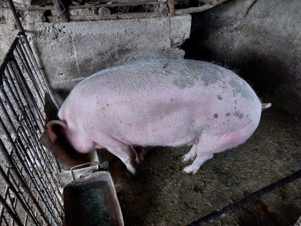 Vand porc pentru sacrificat Tamadau Mare - Animale