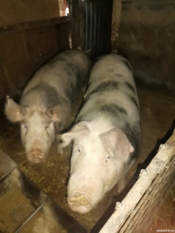 Vând 2 porci de tăiat 16 lei kg Calinesti - Animale