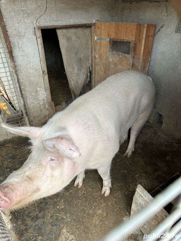 Vând purcea Soimus - Animale