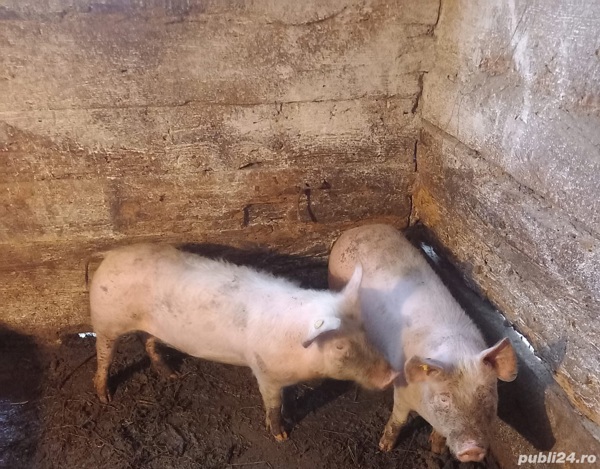 Vand purcei Luncoiu de Sus - Animale