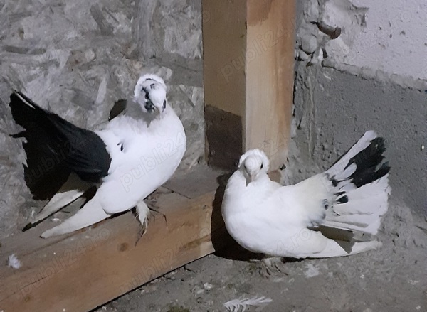 Super ofertă! 2 perechi ROSTOW Brancoveni - Animale