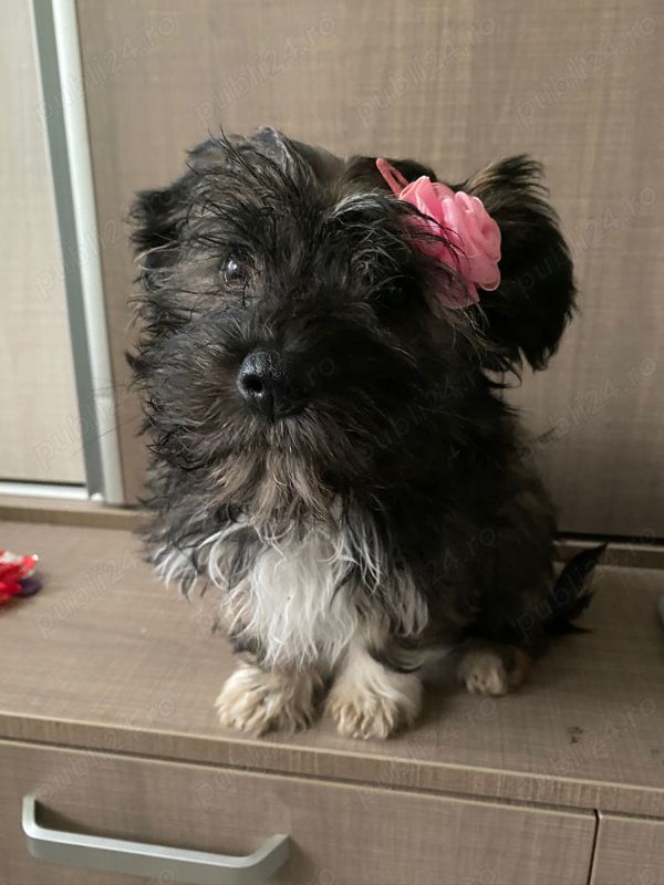 Bison havanez Bacau - Animale