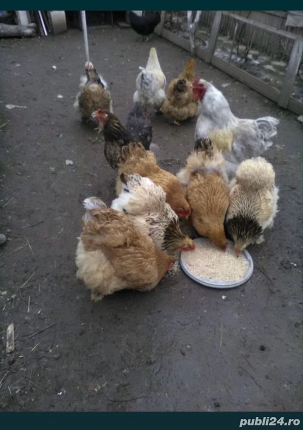 Gaini de rasa, gaini de tara, cocosi albi, oua pt incubat Sector 5 ...