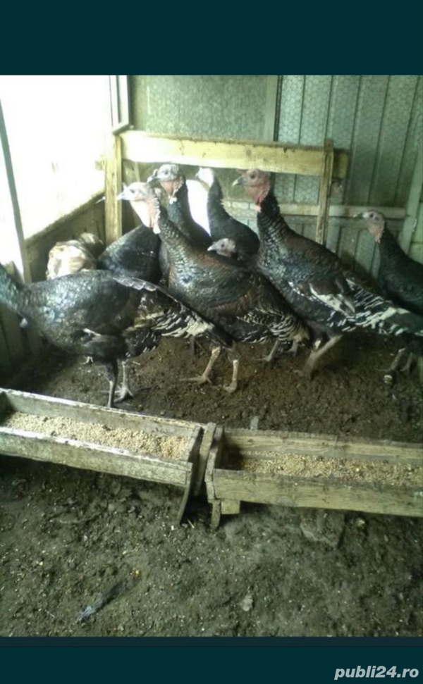 Curci si curcani si oua curca, gaini si cocosi Playnouth, Marans ...