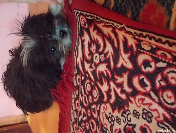 Bișon Ghercesti - Animale