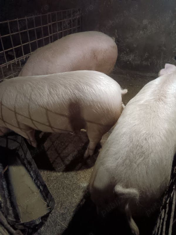Porci de vânzare Lunca Calnicului - Animale