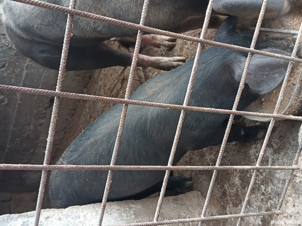 Vând purcea si purcică Barbatesti - Animale