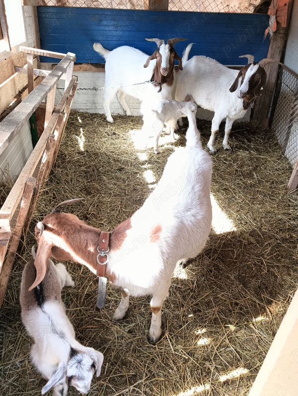 Vând capre boer cu iezi și tap Cisnadie - Animale