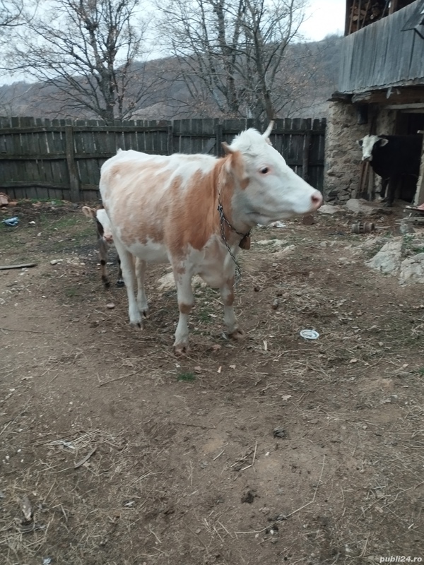 Vand bou vitea si vaca Bahna - Animale