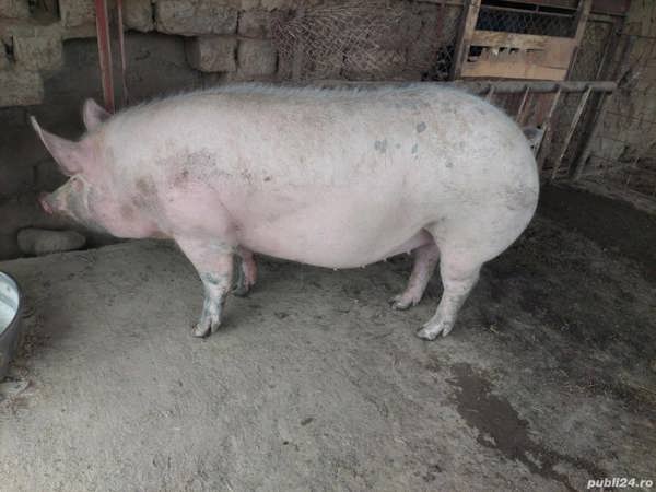 Vând porc, șoldan, purcei. Satu Mare - Animale
