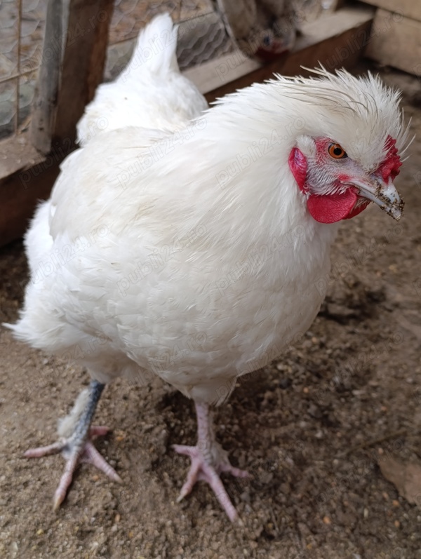 Cocosi tineri metis mătase japoneza și rasa pura wiandote Pucioasa-Sat ...