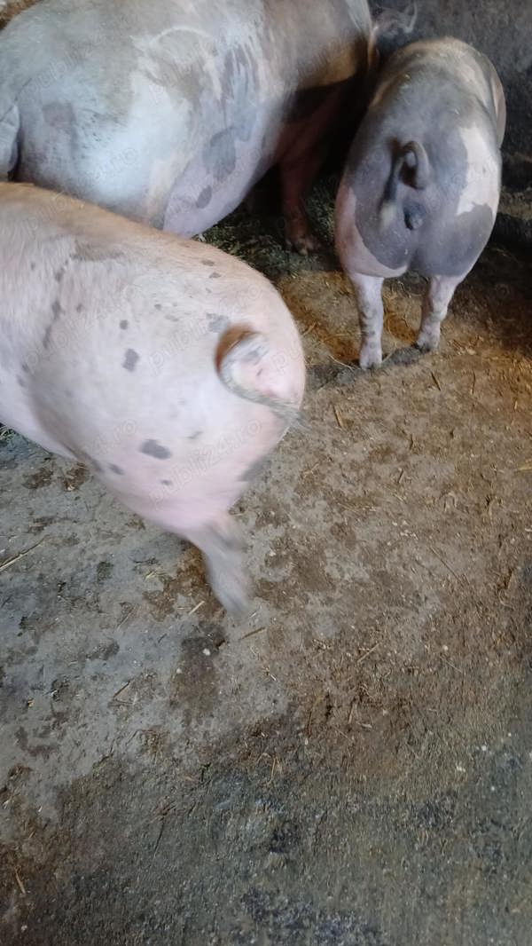 Porci si purcei de carne marele alb, pietrean, landras Butimanu - Animale