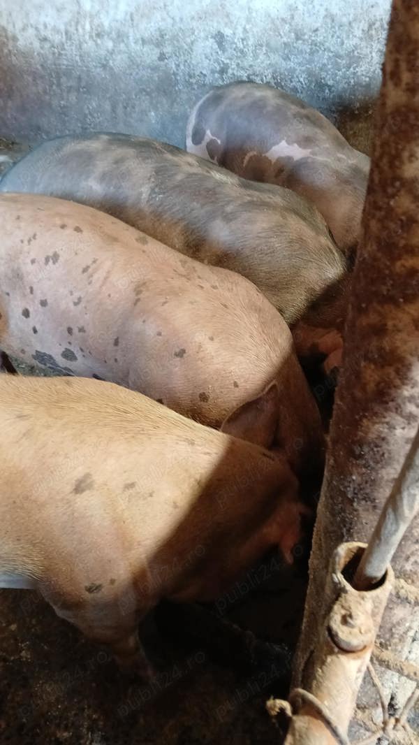 Porci si purcei de carne marele alb, pietrean, landras Peris - Animale