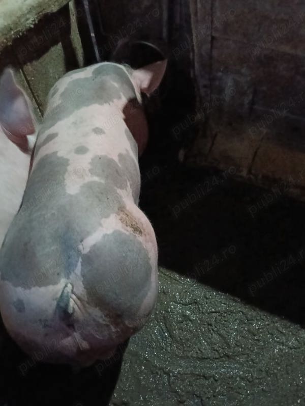 V nd porc vier!!! Zerindu Mic - Animale