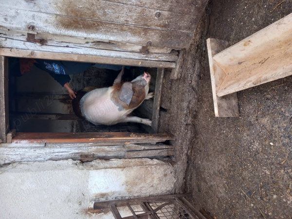 Vînd porc Iadara - Animale