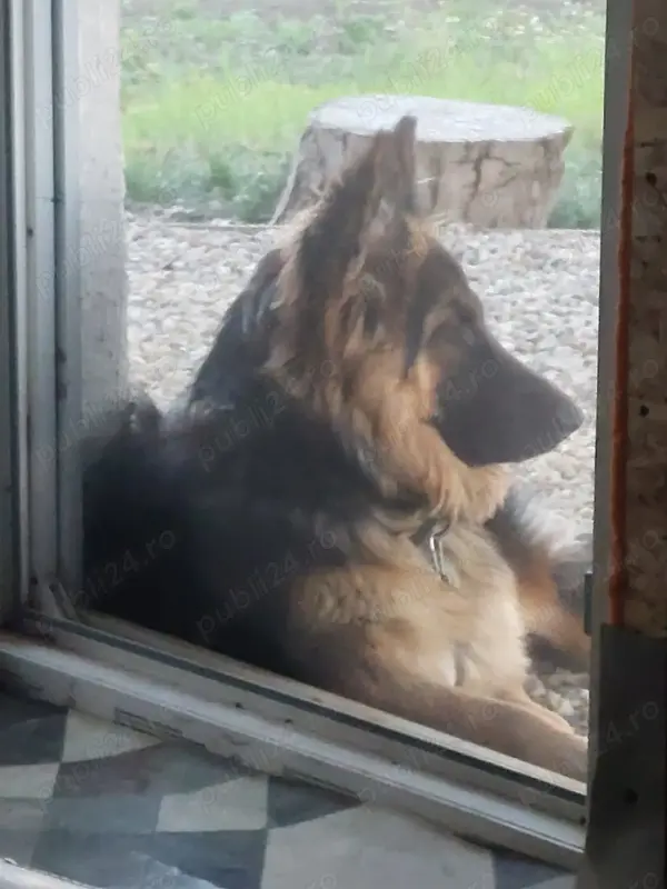 Ciobanesc german ( lup)de vanzare mai e un baietel Timisoara - Animale