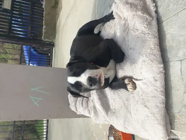 Vand caine amstaff 4 luni Targoviste - Animale