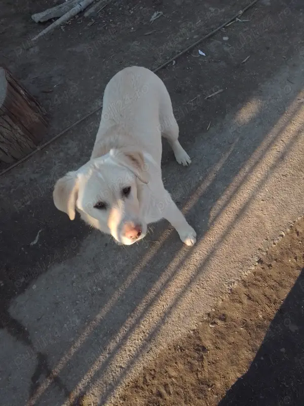 Căței labrador Sannicolau Roman - Animale