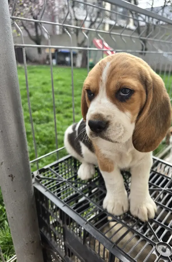 Beagle tricolor pui Mizil - Animale