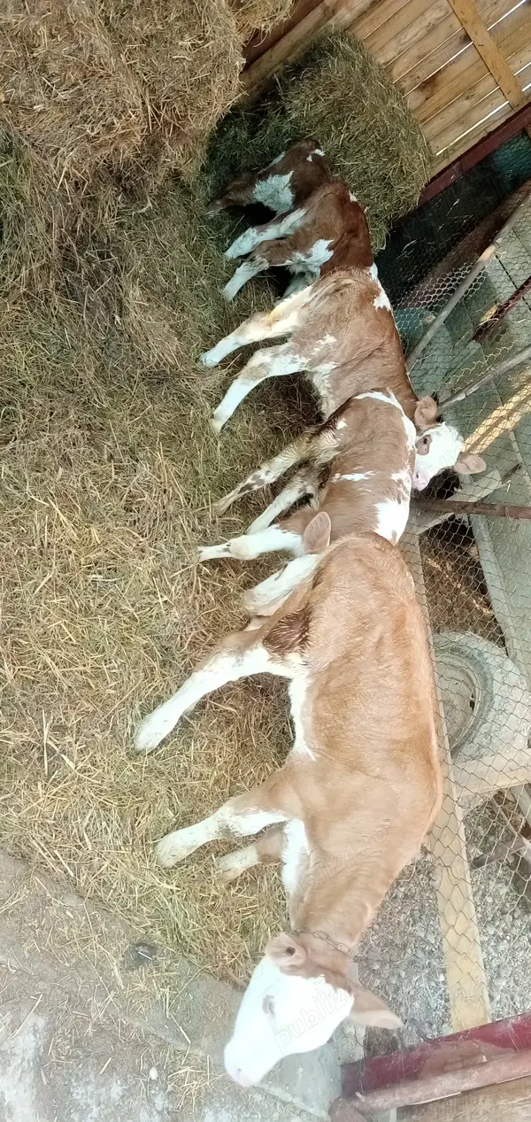 Vind 7 viței sugari Ohaba Forgaci - Animale