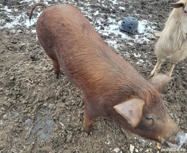 Vand porc castrat Bacau - Animale