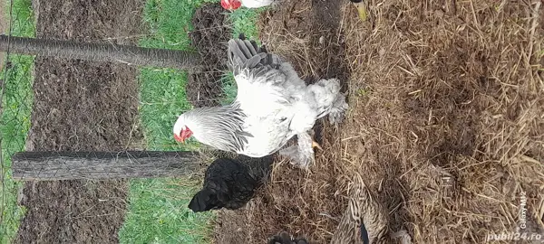 Cocos brahma white Fagaras - Animale