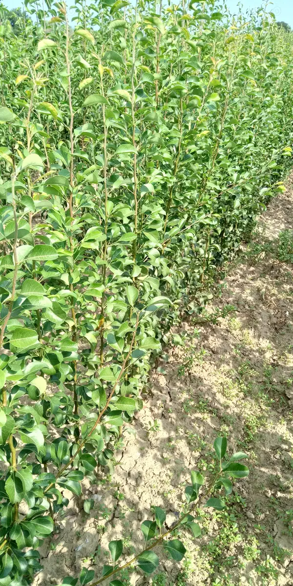 Pomi fructiferi de vanzare Aiud - Casa si gradina